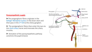Anatomy & physiology of Brain,Spinl cord Nerve,Eye.pptx