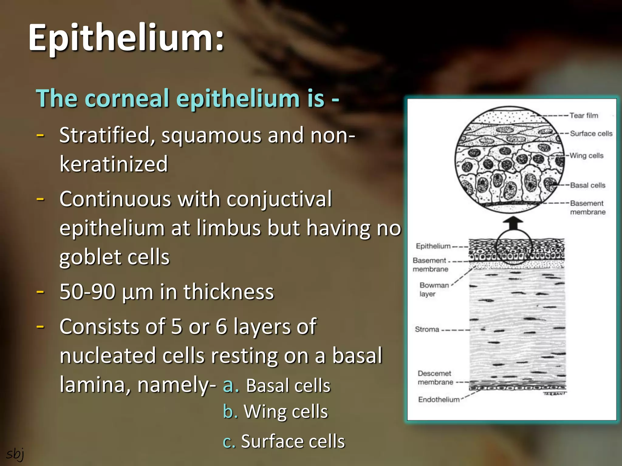 Anatomy & physiology of cornea | PDF