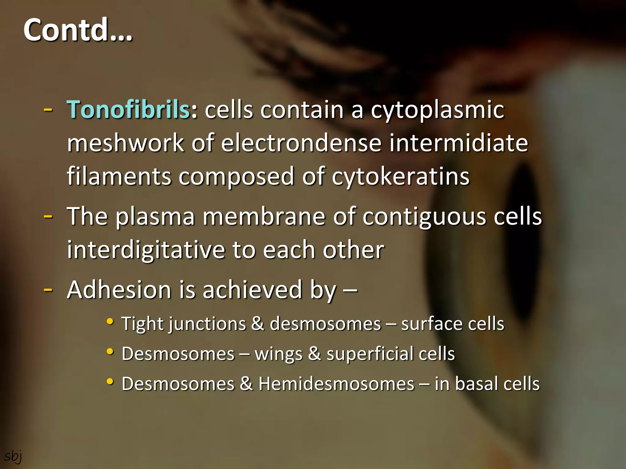 Anatomy & physiology of cornea | PDF