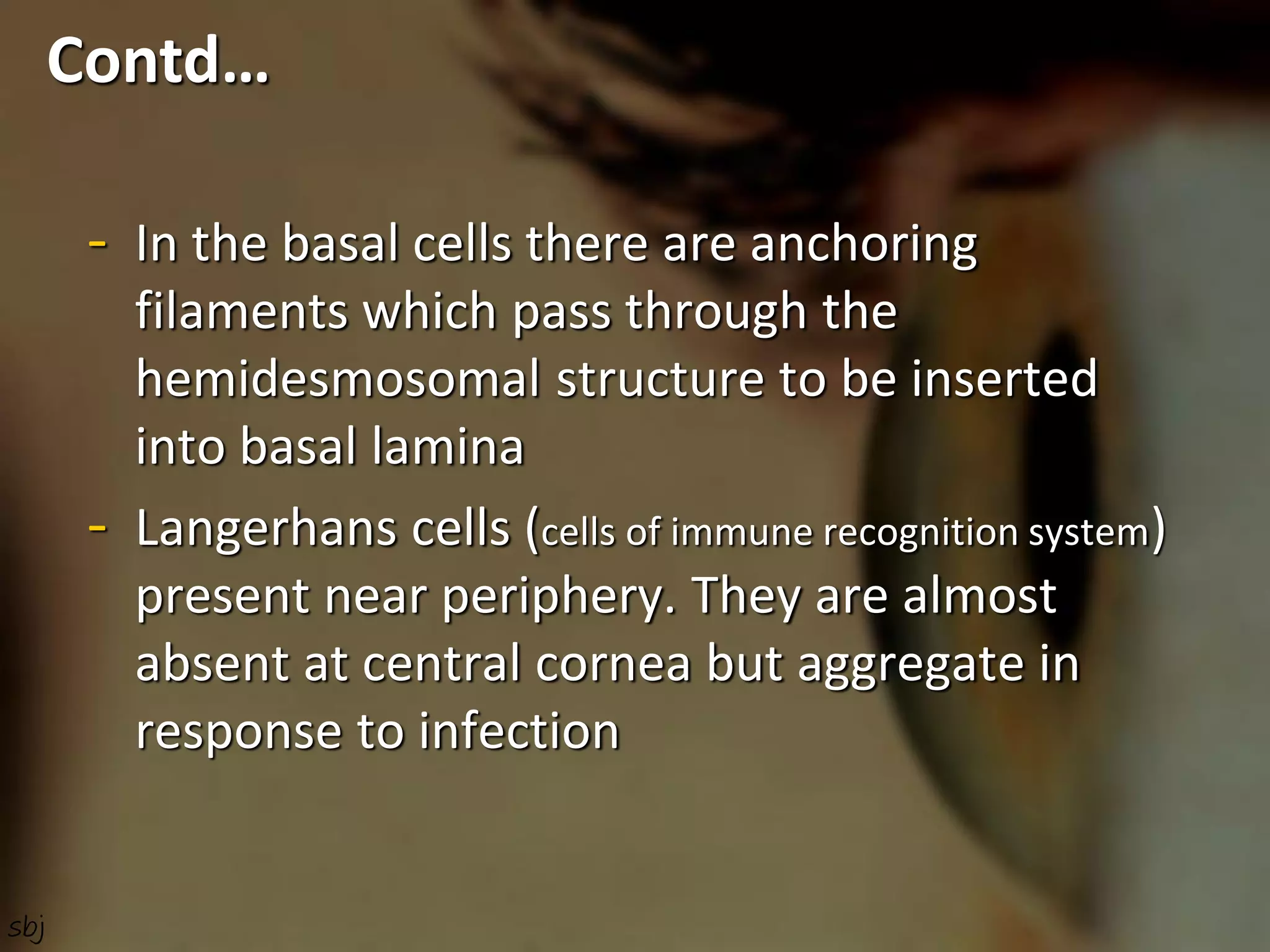 Anatomy & physiology of cornea | PDF