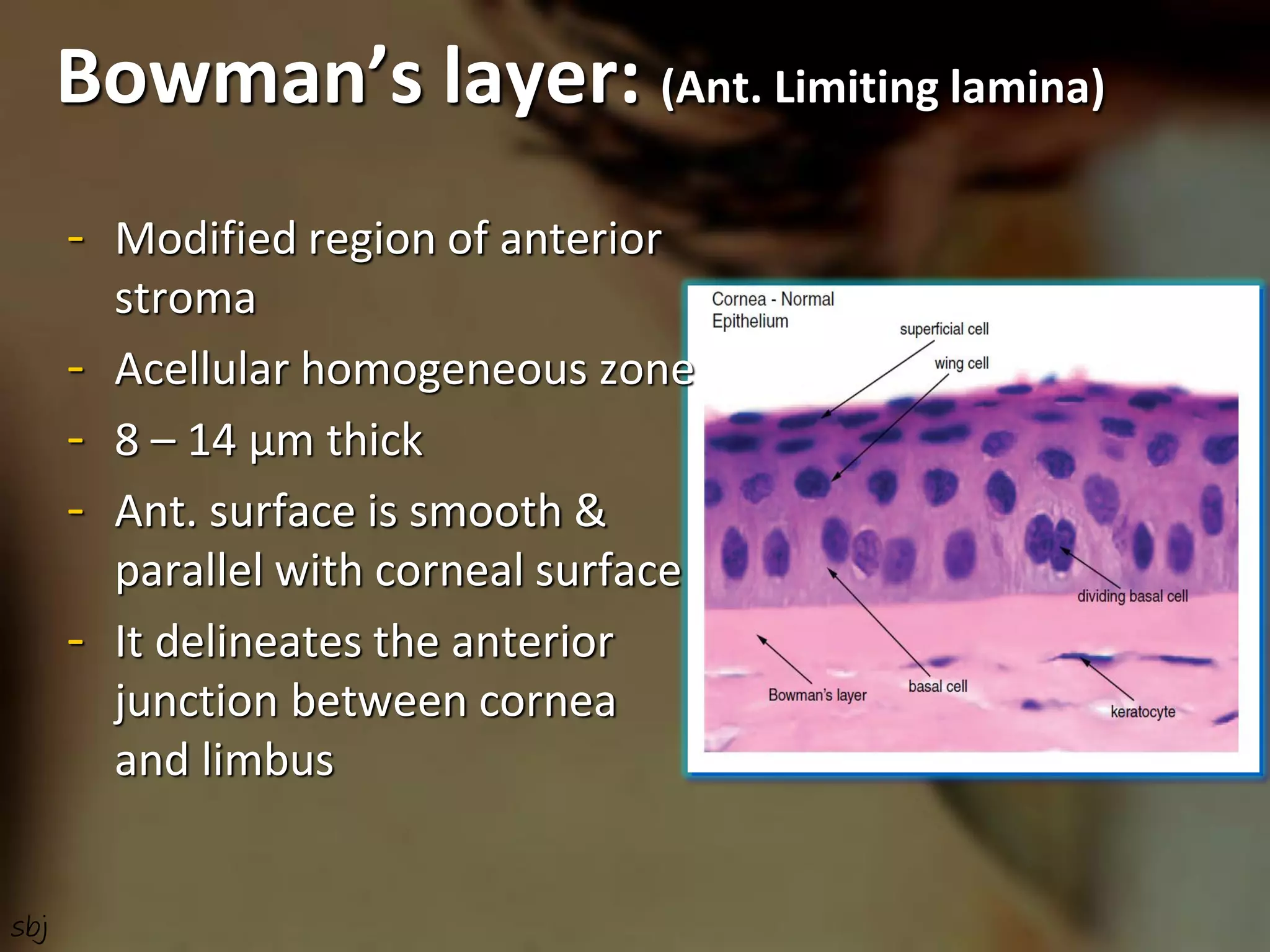 Anatomy & physiology of cornea | PDF