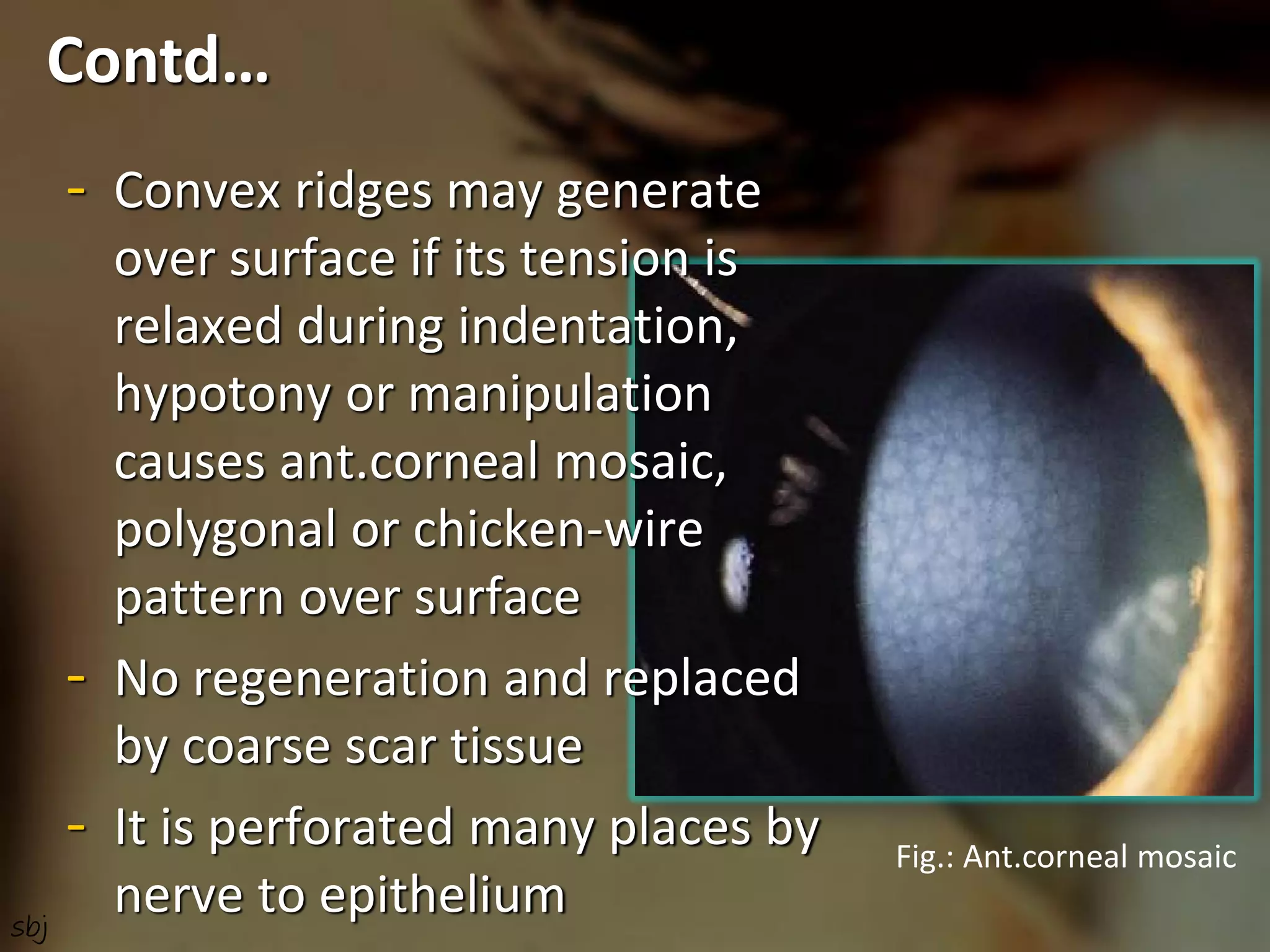 Anatomy & physiology of cornea | PDF