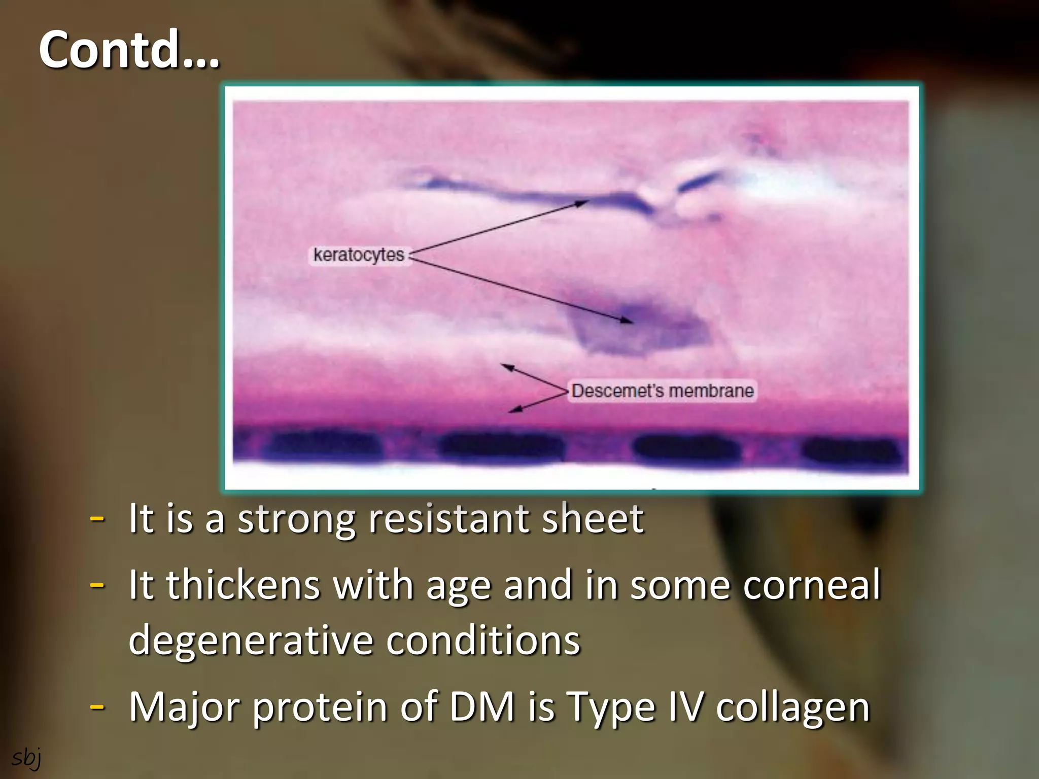 Anatomy & physiology of cornea | PDF