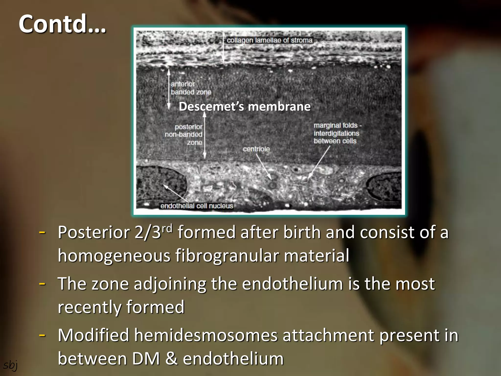 Anatomy & physiology of cornea | PDF