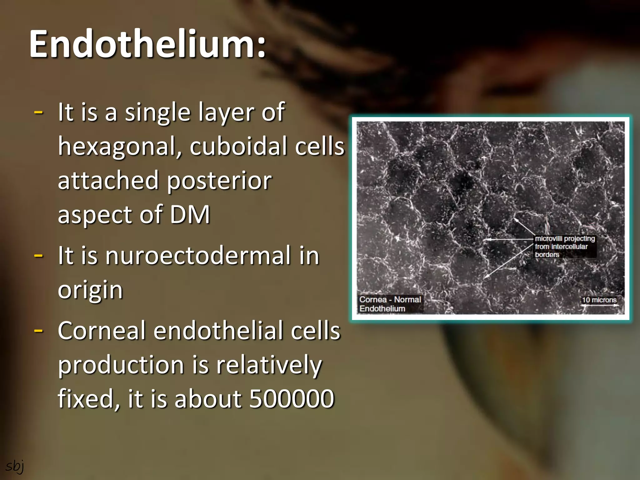 Anatomy & physiology of cornea | PDF