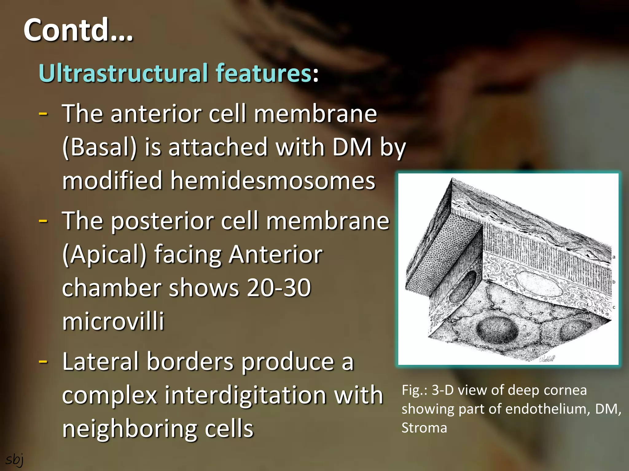 Anatomy & physiology of cornea | PDF