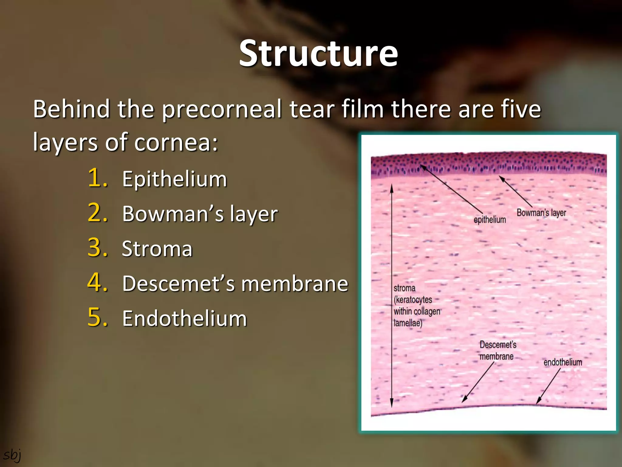 Anatomy & physiology of cornea | PDF