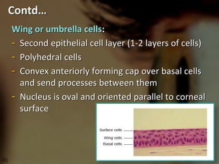 Anatomy & physiology of cornea | PDF