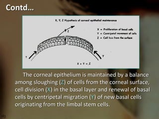Anatomy & physiology of cornea | PDF