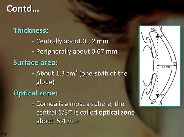 Anatomy & physiology of cornea | PDF