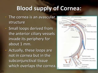 Anatomy & physiology of cornea | PDF
