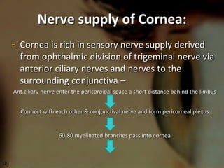 Anatomy & physiology of cornea | PDF