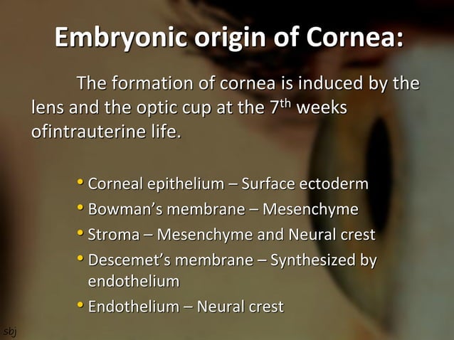 Anatomy & physiology of cornea | PDF