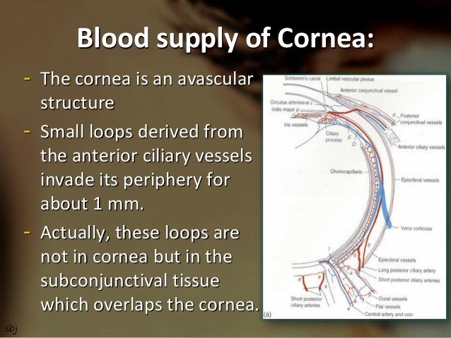 Anatomy & physiology of cornea