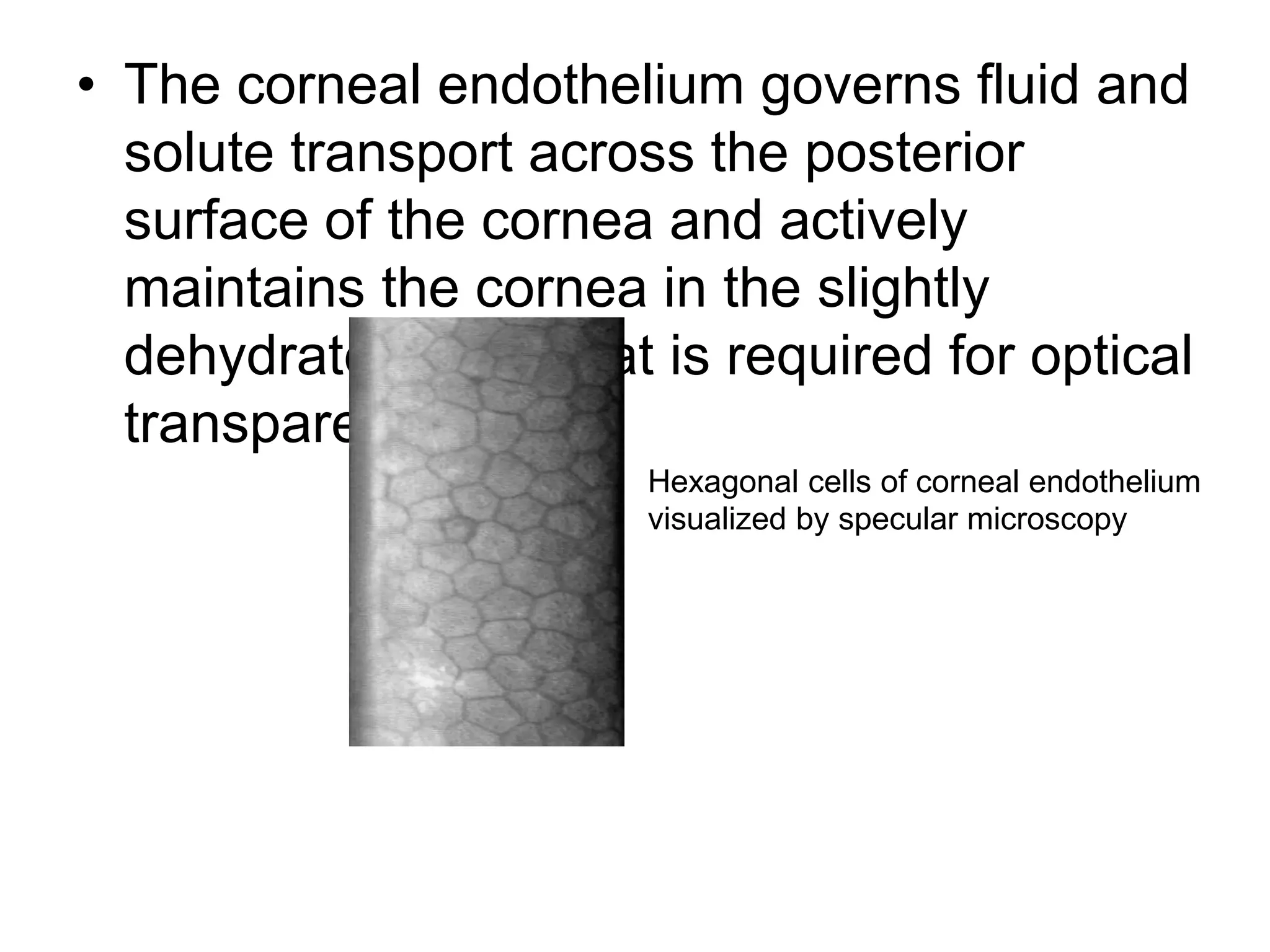 ANATOMY & PHYSIOLOGY OF CORNEA.pptx