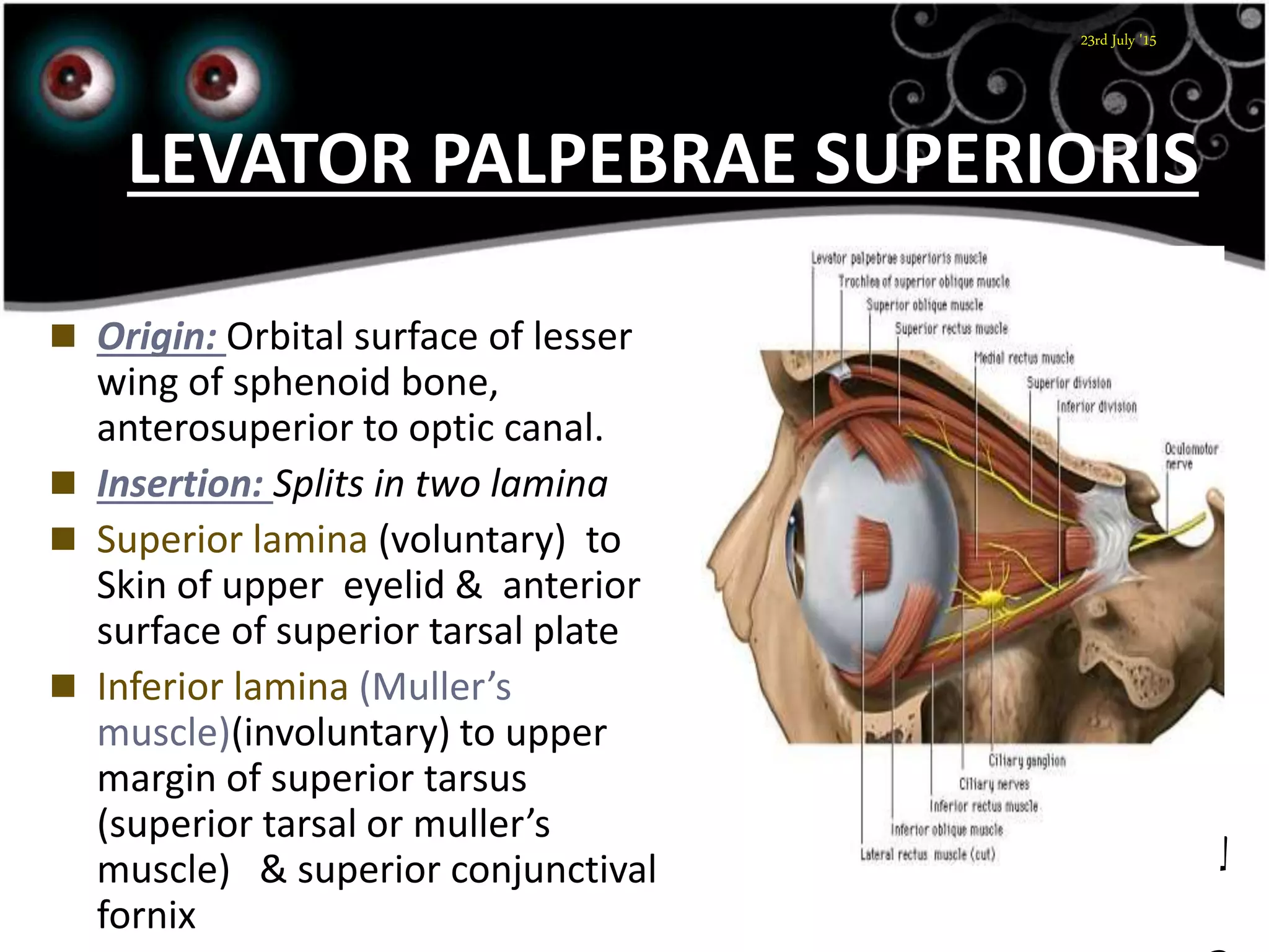 EXTRA OCULAR MUSCLES | PPTX