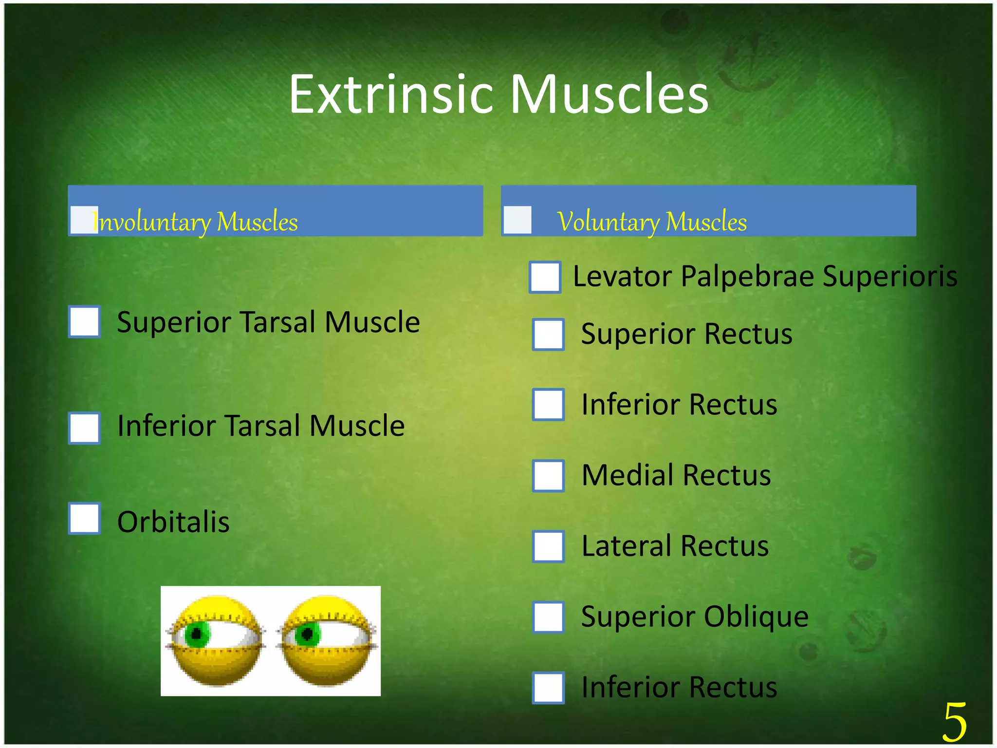 EXTRA OCULAR MUSCLES | PPTX