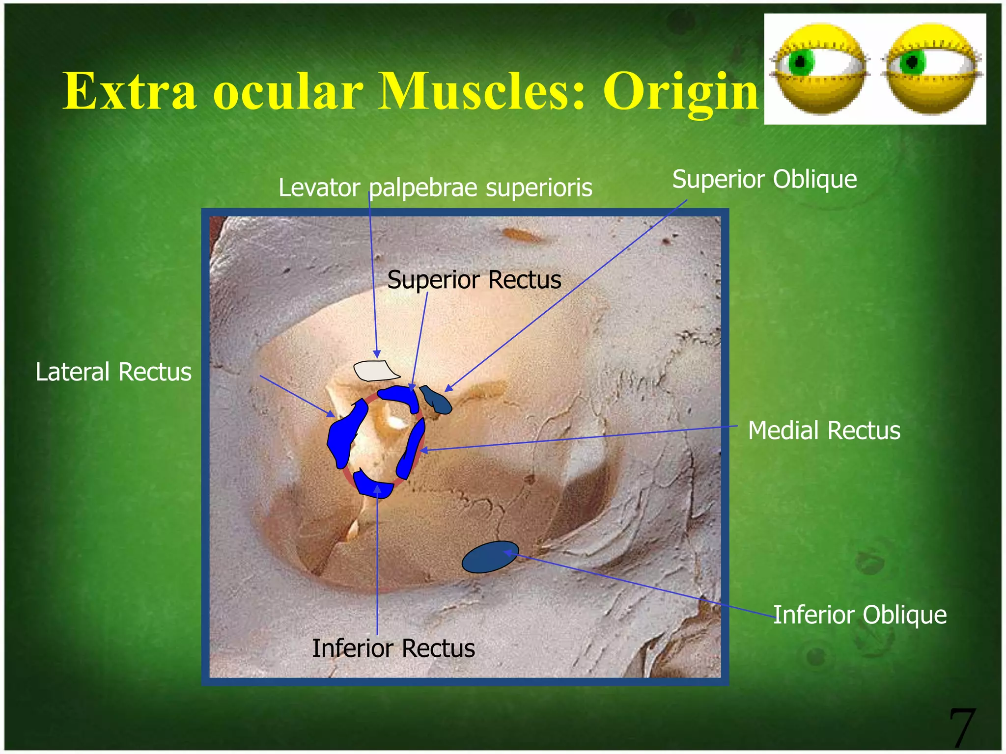 EXTRA OCULAR MUSCLES | PPTX