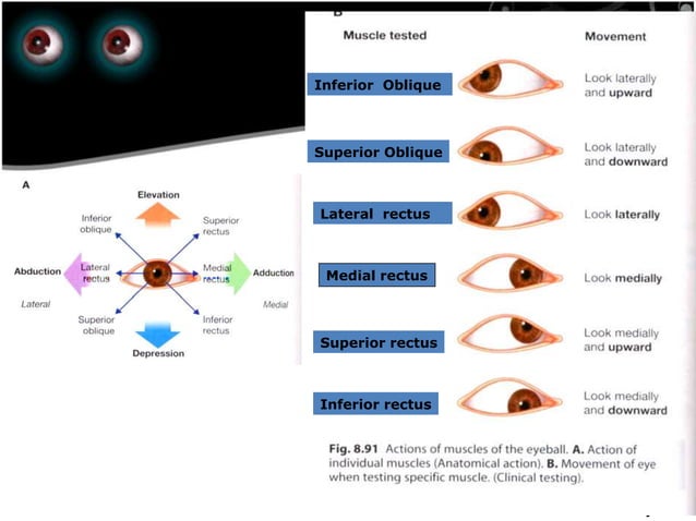EXTRA OCULAR MUSCLES | PPTX | Eye and Vision Conditions | Diseases and ...