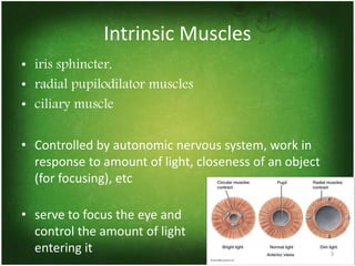 Intrinsic Eye Muscles