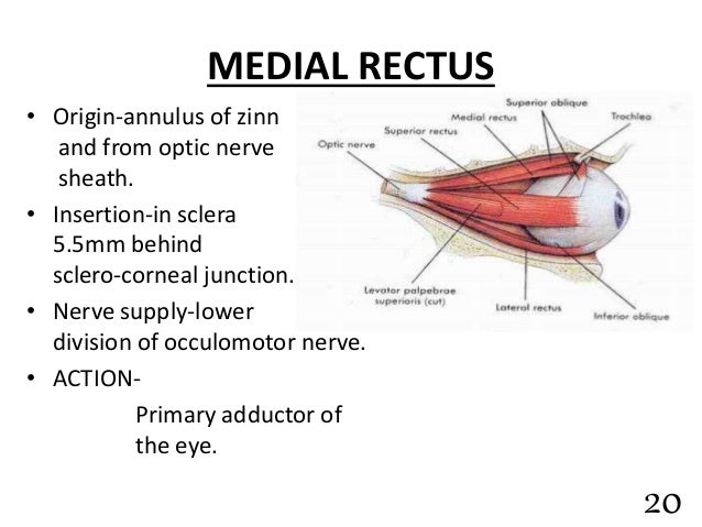 EXTRA OCULAR MUSCLES