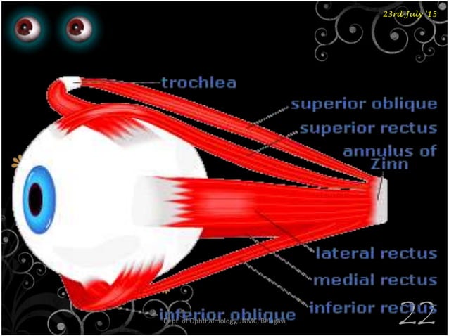 Anatomy & physiology of eom | PPTX