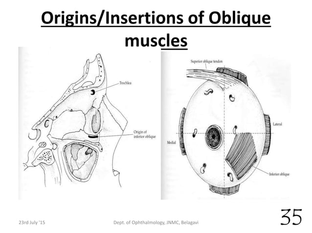 Anatomy & physiology of eom | PPTX