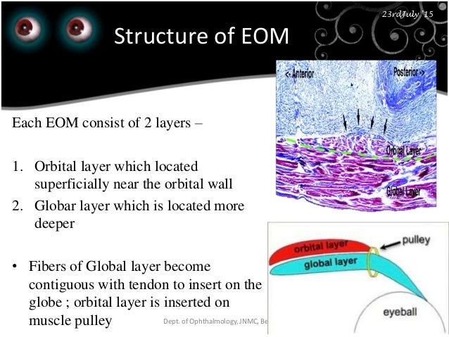 Anatomy & physiology of eom