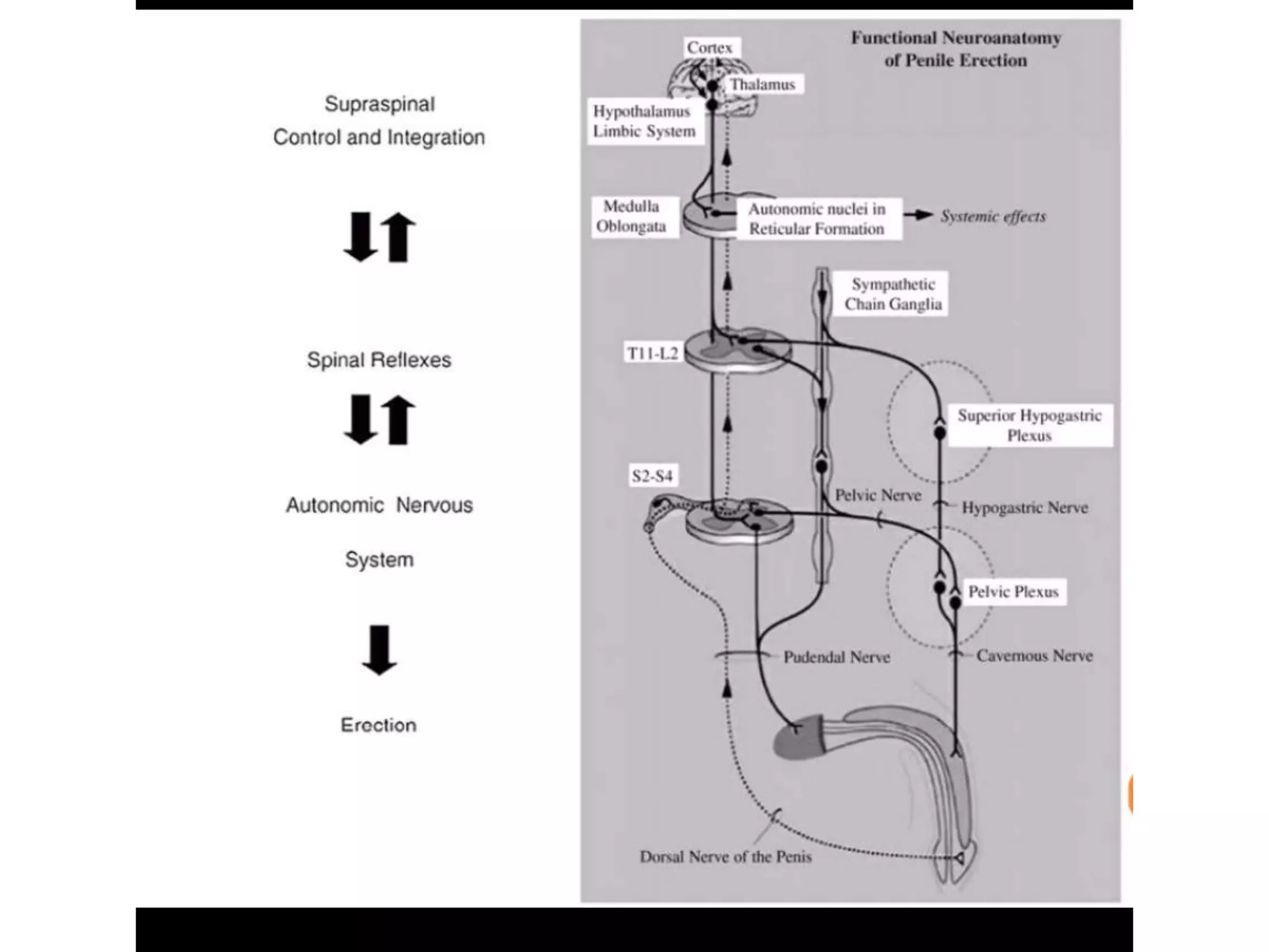 Anatomy of penis & physiology of erection | PPTX