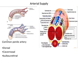 Common Penile Artery