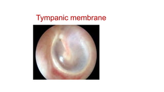 Anatomy & physiology of external ear | PPTX