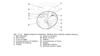 Anatomy & physiology of external ear | PPTX