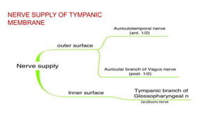Anatomy & physiology of external ear | PPTX