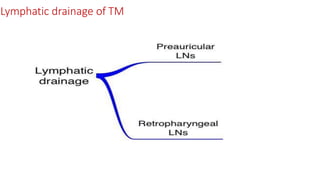 Anatomy & physiology of external ear | PPTX