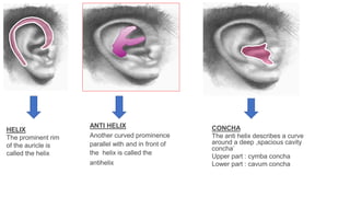 Anatomy & physiology of external ear | PPTX