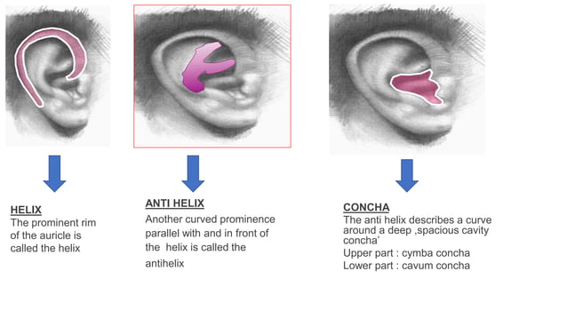Anatomy & physiology of external ear | PPTX