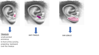Anatomy & physiology of external ear | PPTX