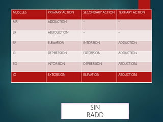 ocular movements.ppt