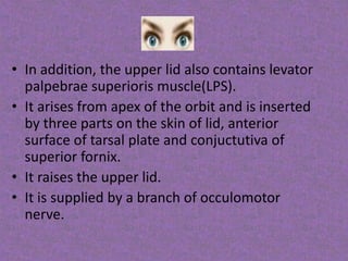 Anatomy & physiology of eyelids | PPTX