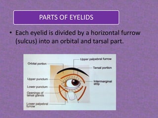 Anatomy & physiology of eyelids | PPTX