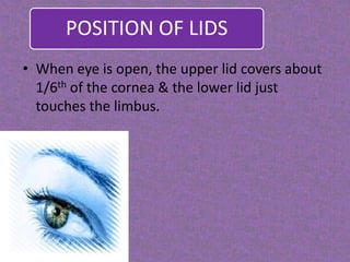 Anatomy & physiology of eyelids | PPTX