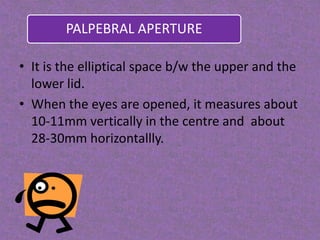 Anatomy & physiology of eyelids | PPTX
