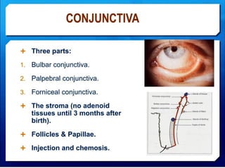 Anatomy & physiology of eye RB sir .pdf