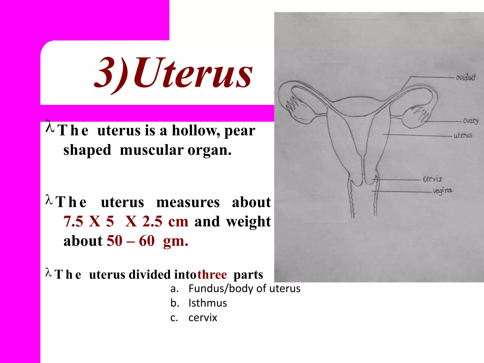 Anatomy & Physiology of Female Reproductive System 1 | PPTX