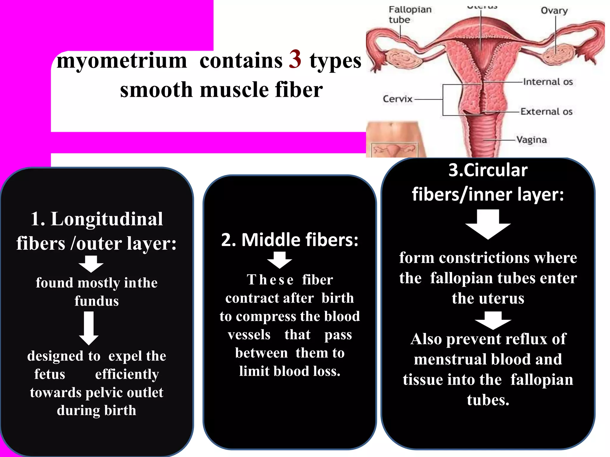Anatomy & Physiology of Female Reproductive System 1 | PPTX