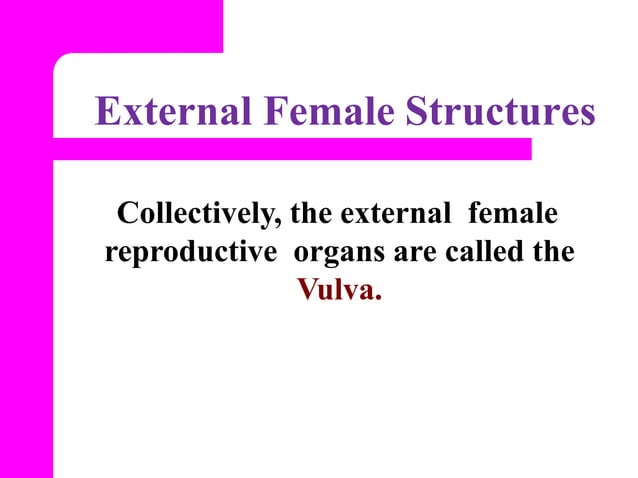 Anatomy & Physiology of Female Reproductive System 1 | PPTX | Pregnancy ...