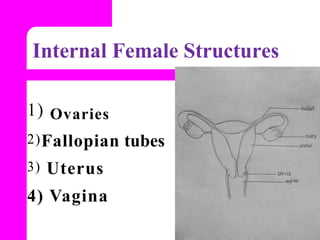 Internal Female Reproductive Organ