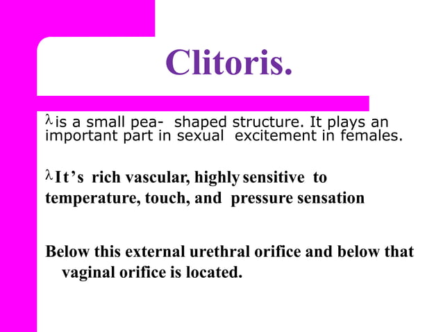 Isthmus Female Reproductive System Chart