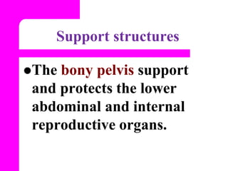 anatomyphysiologyoffemalereproductivesystem-130506124715-phpapp02.pdf