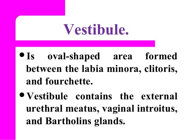 Anatomy Physiology Of Female Reproductive System